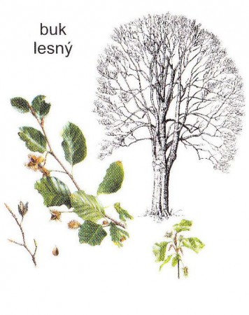 buk-lesný.jpg :: Excelentnost
